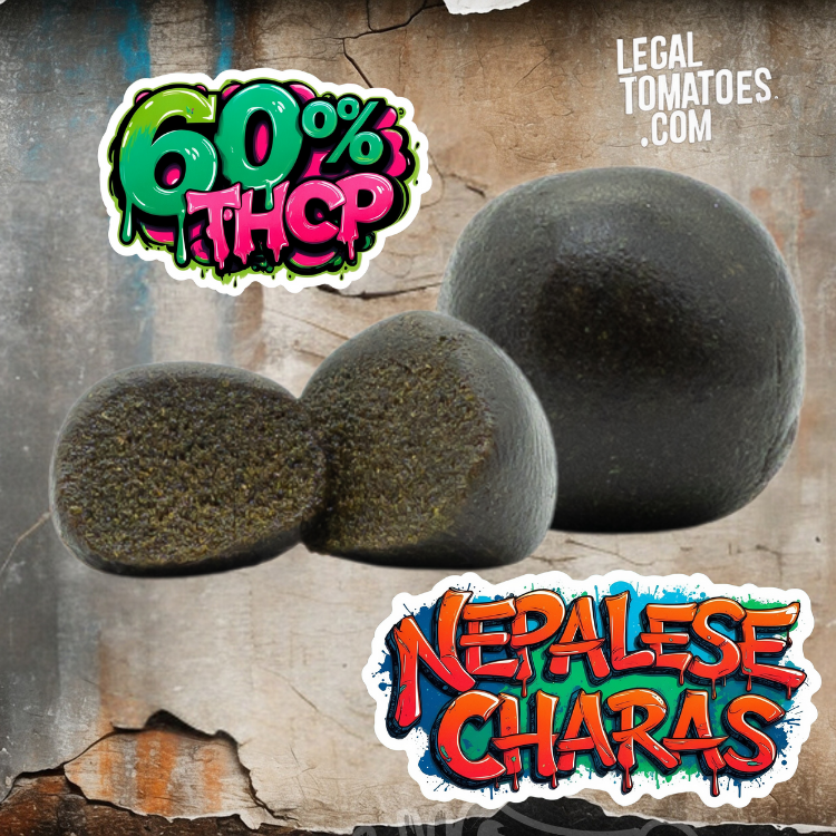 Nepalese Charas [THC P] - legaltomatoes.com